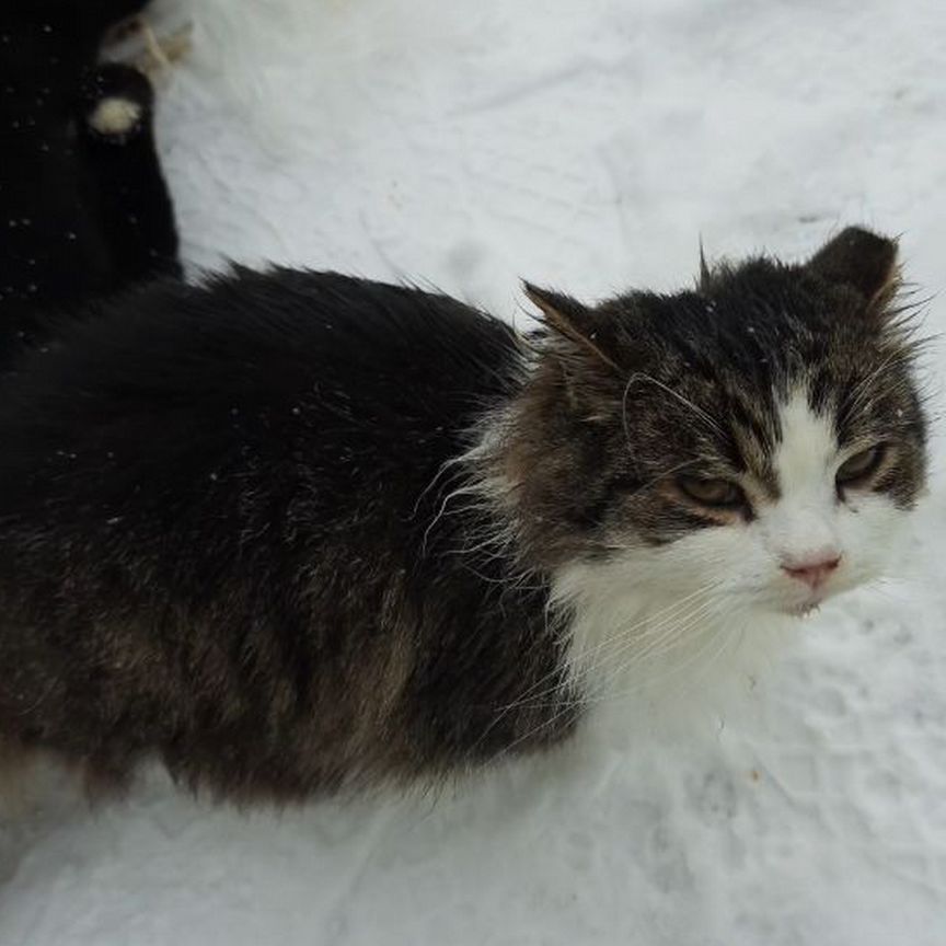 Взрослая, Девочка кошка в добрые руки