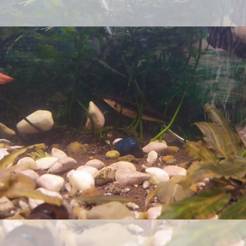 Сиамский водорослеед