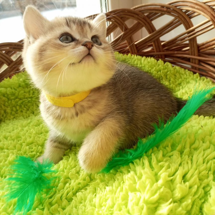 Котята Золотая шиншилла