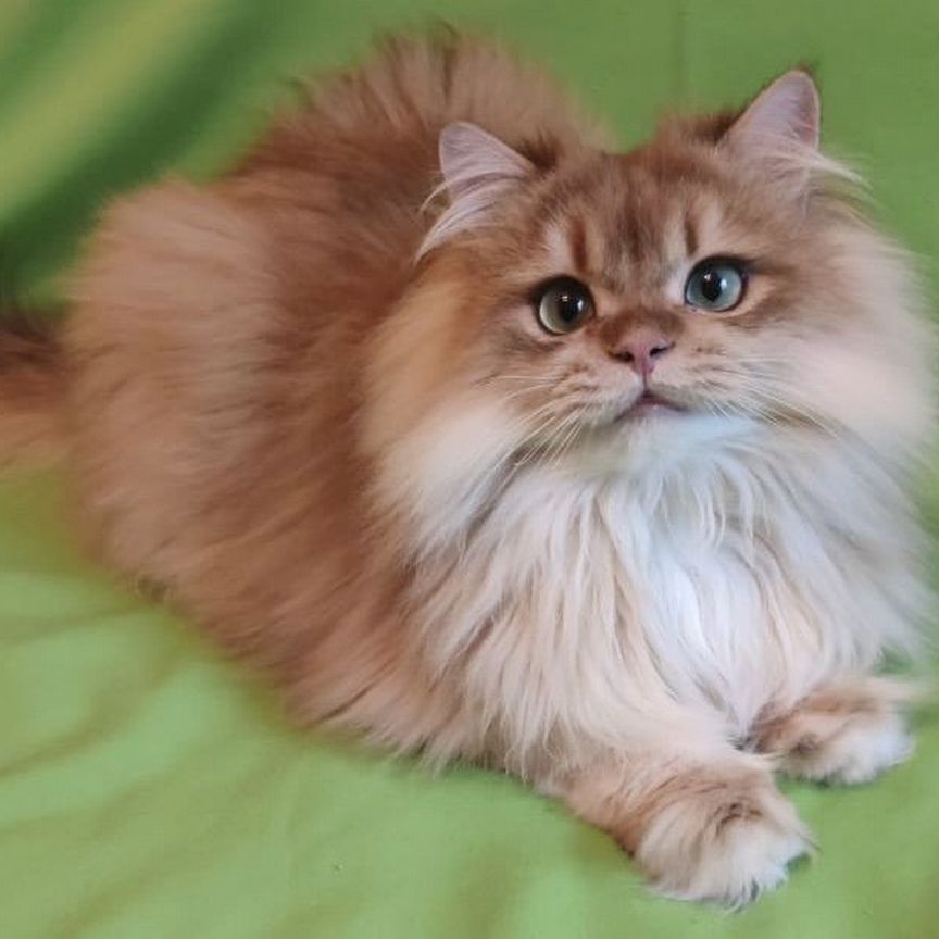 Золотой доинношерстный котик