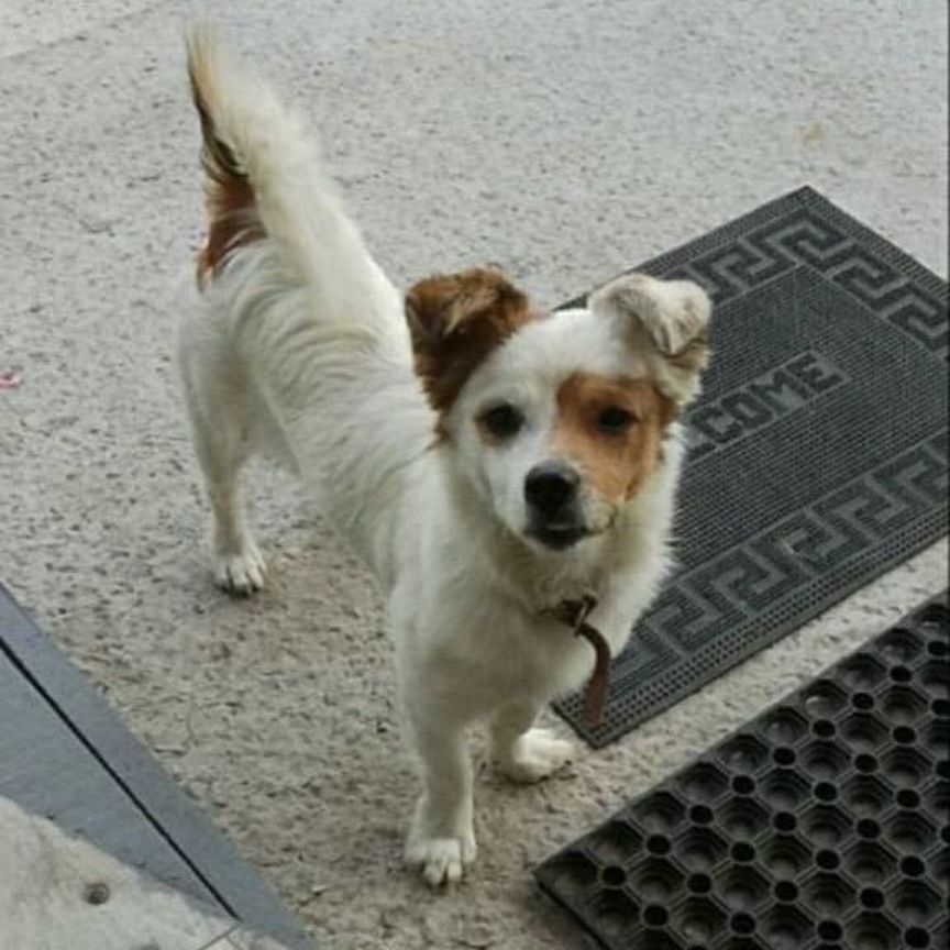 Болонка в добрые руки