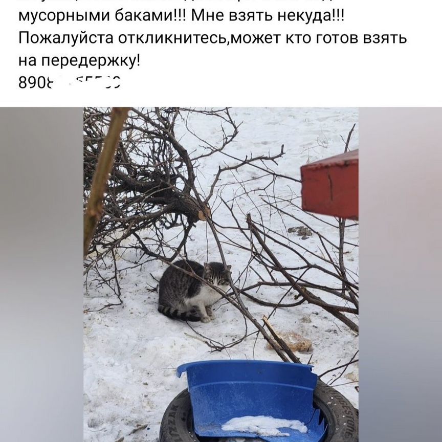 Взрослый кот в добрые руки