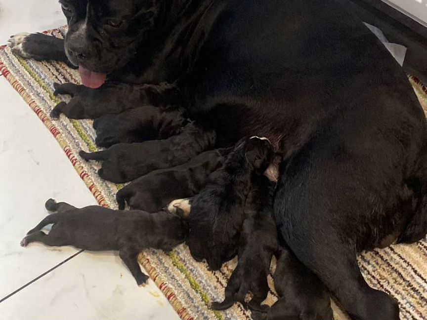 Щенки кане Корсо