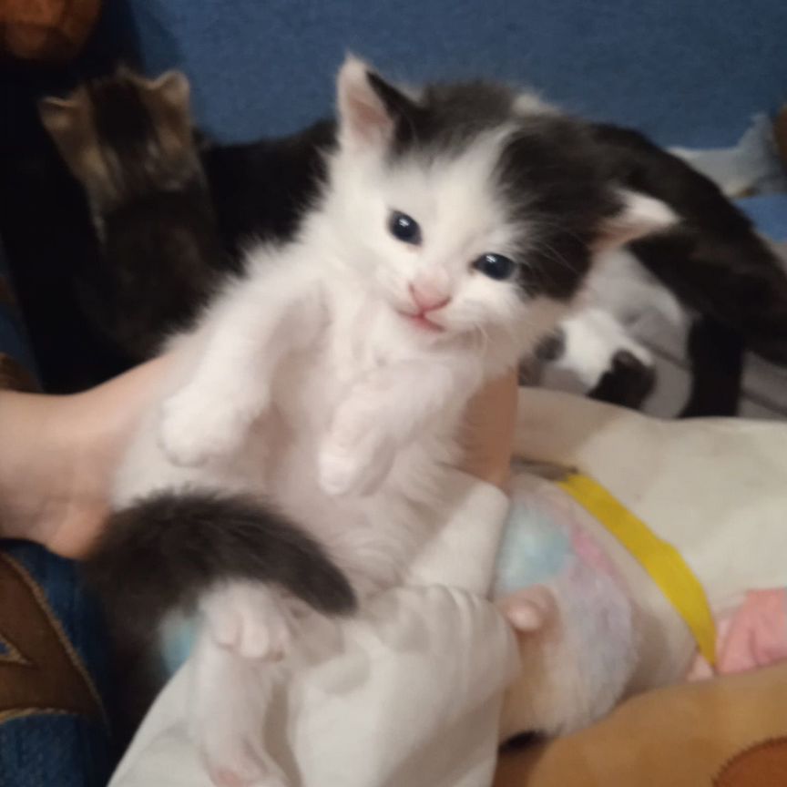 Котята в добрые руки мальчики