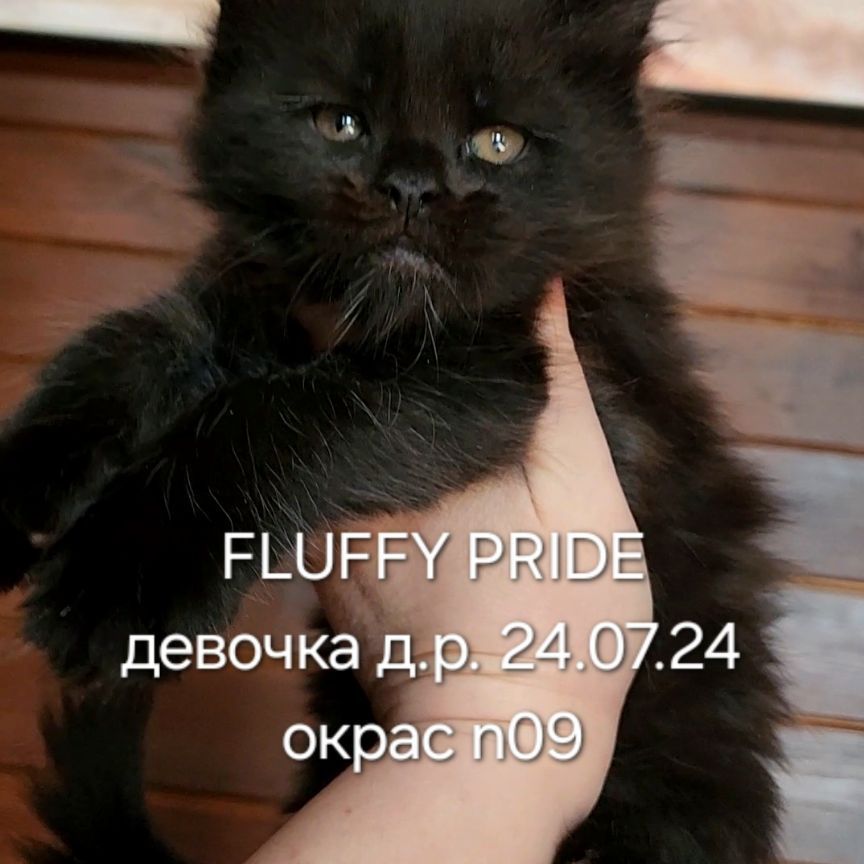 Котята мейн-кун котята питомник fluffy pride