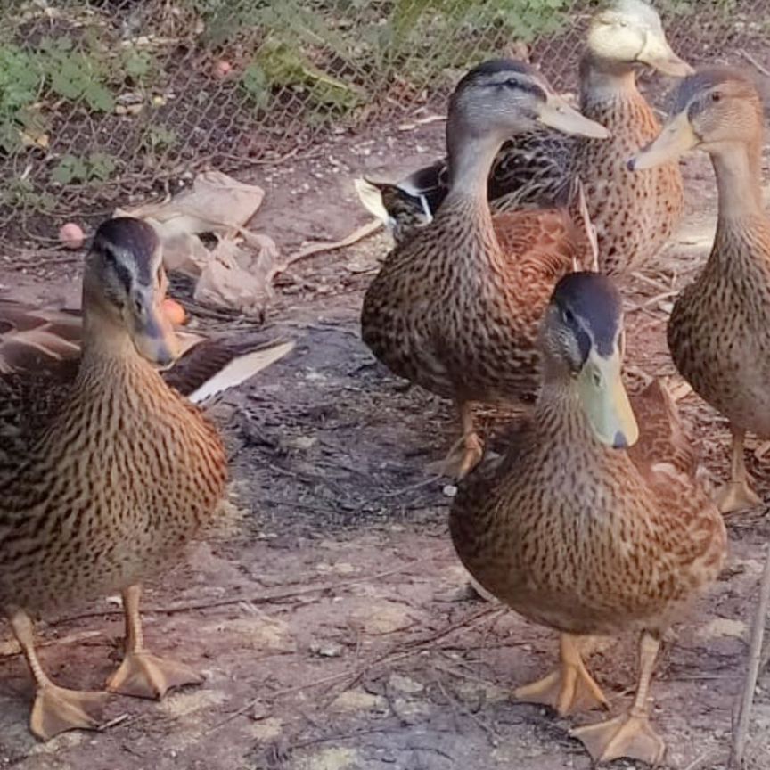 Подсадные утки Набережные Челны