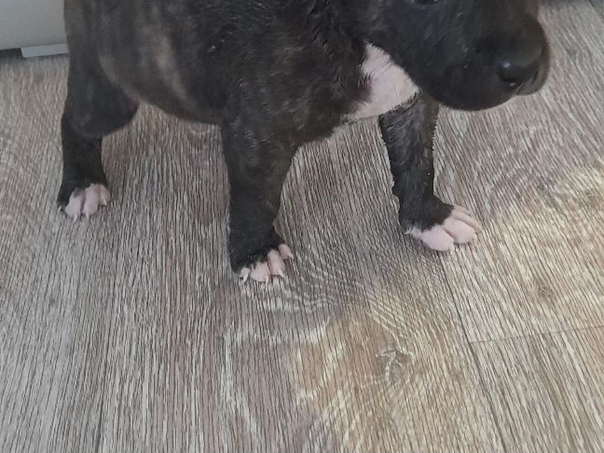 Щенки американского стаффорда