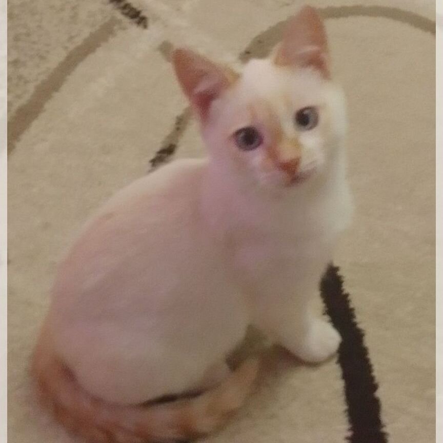 Котенок Red point тайской породы