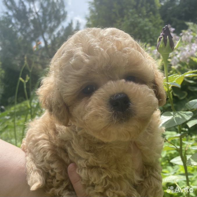 Мальтипу f1 Красавчик