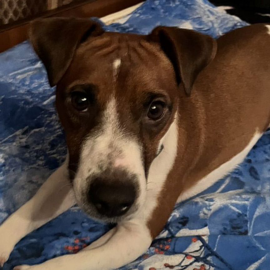 Джек-рассел-терьер, взрослый пёс