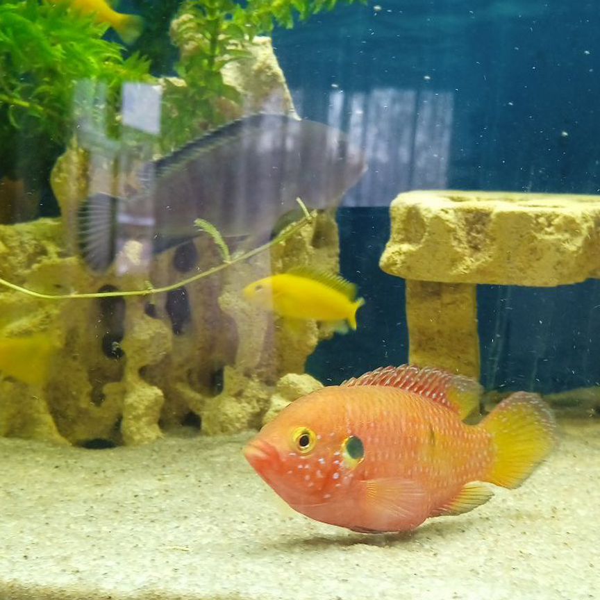 Аквариумные рыбки