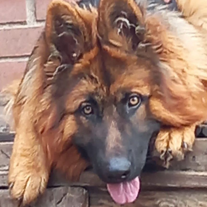 Немецкая овчарка, вязка