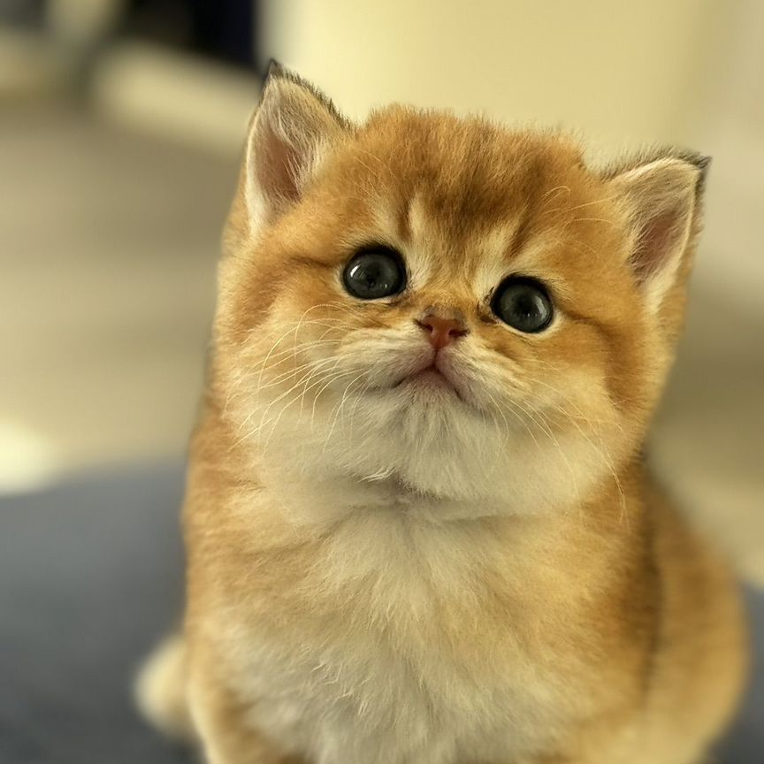 Британские котята золотая шиншилла