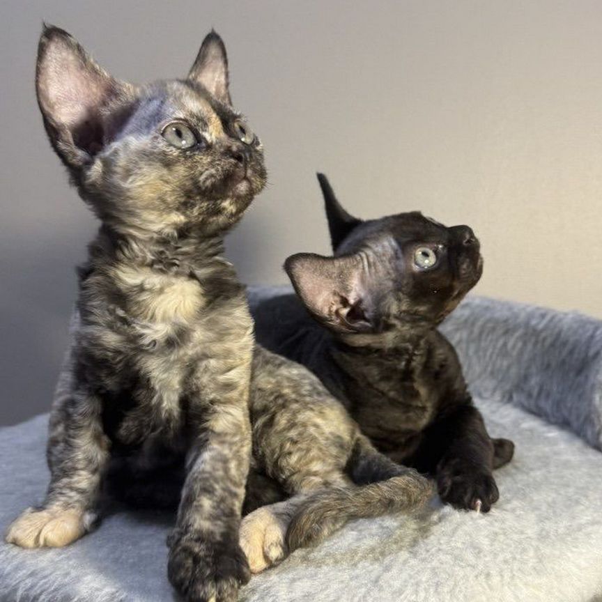 Девон-рекс котёнок