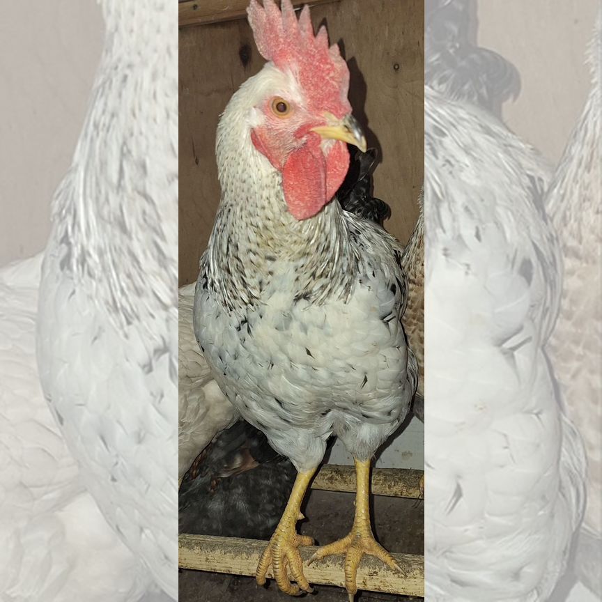 Молодые петухи