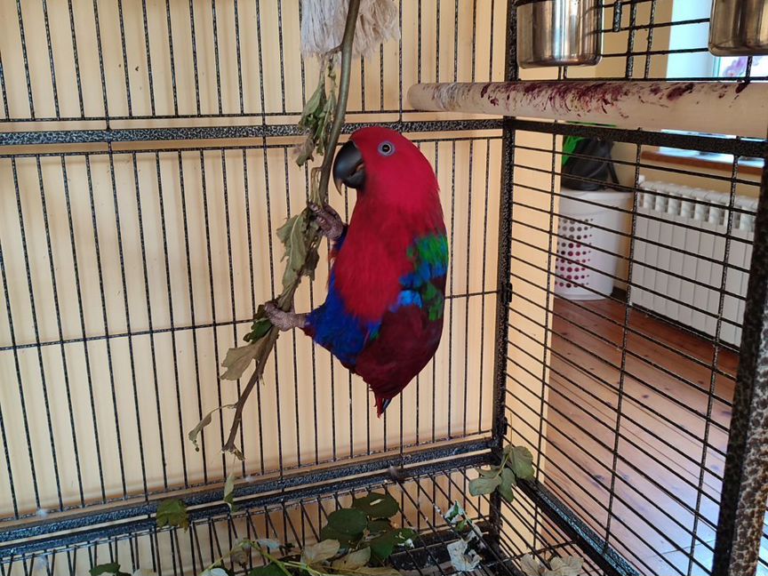 Благородные попугаи, пара