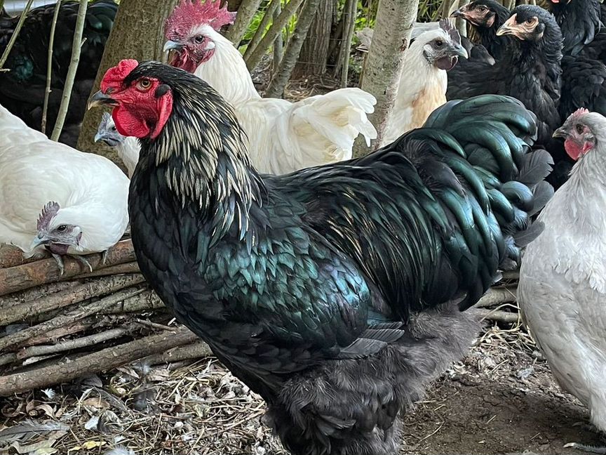 Модолые петухи