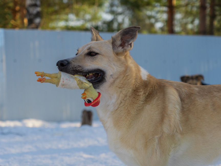 Собака бесплатно