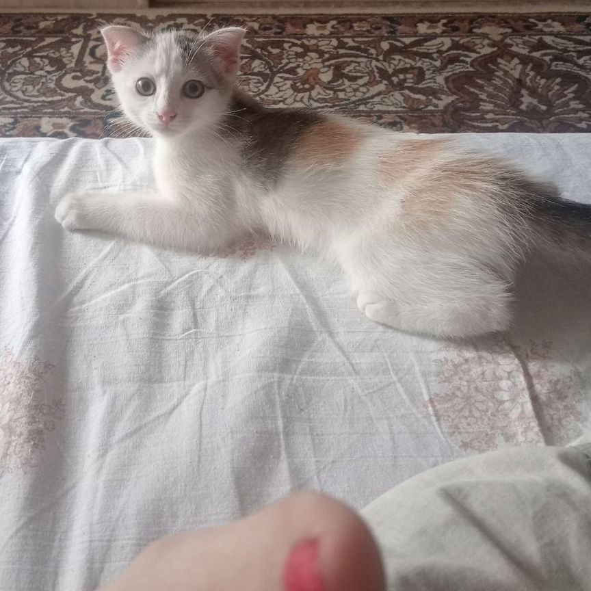 Котёнок в добрые руки