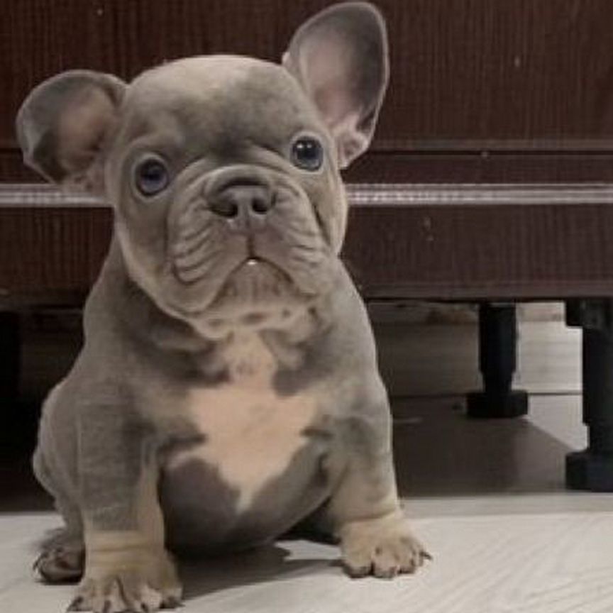 Французский бульдог, щенок