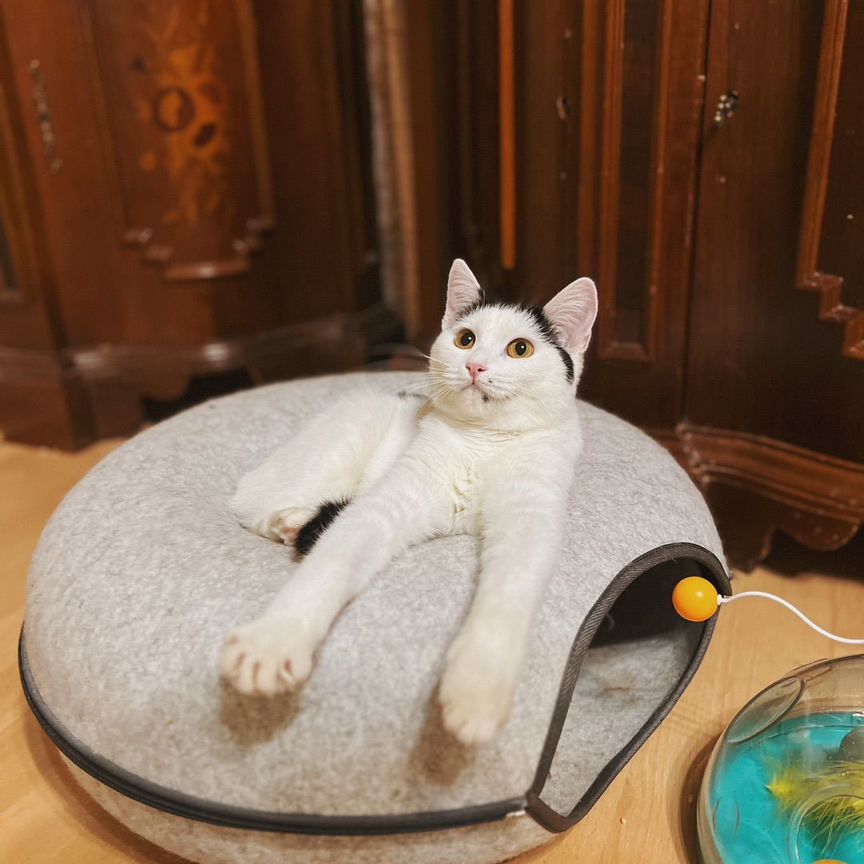 Пенни ищет дом