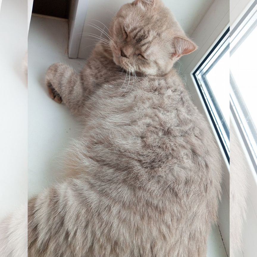 Кот