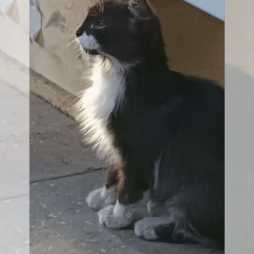 Котята в добрые руки бесплатно мальчик