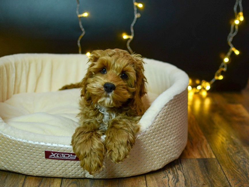 Щенки кокапу