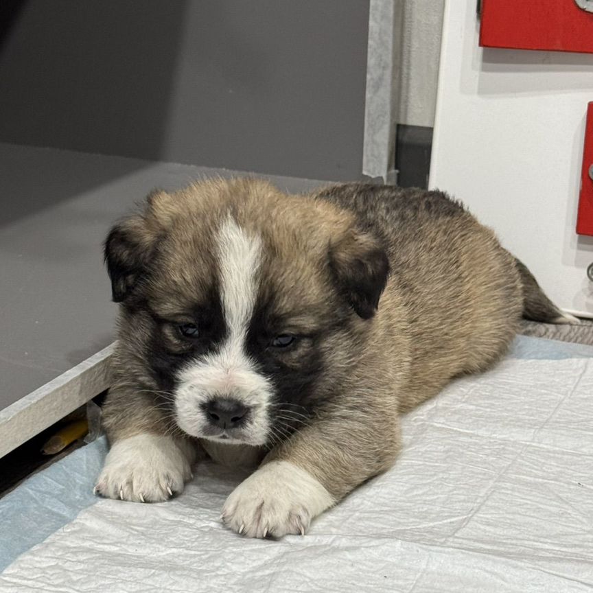 Щенок смесь алабая и кавказца