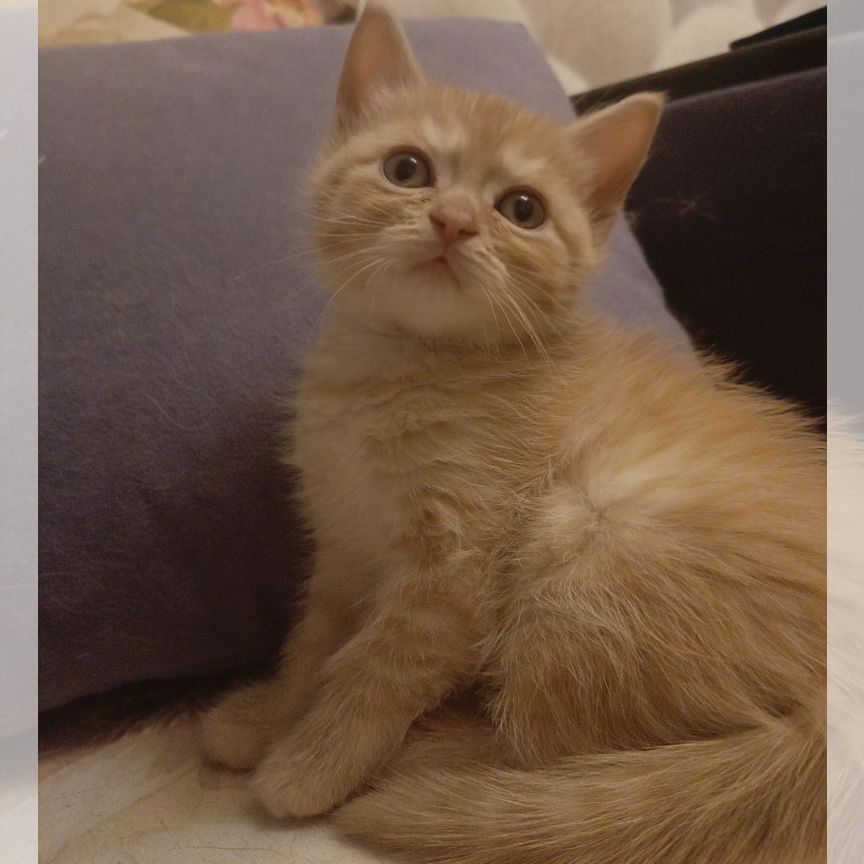 Шотландский прямоухий короткошёрстный котёнок