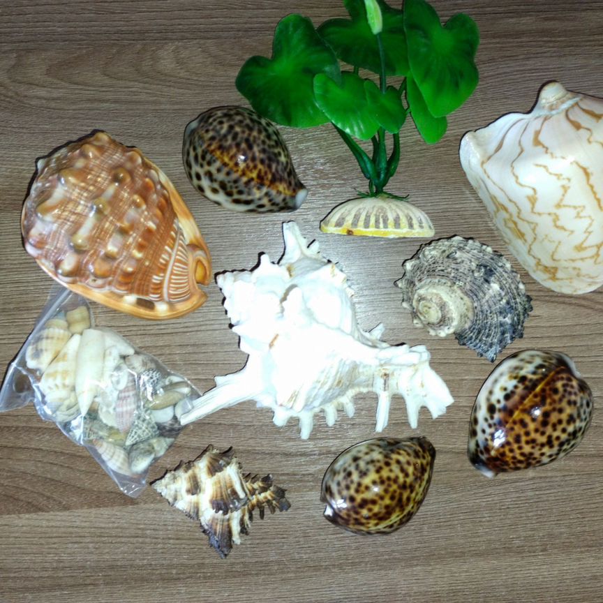 Ракушки большие пакетом