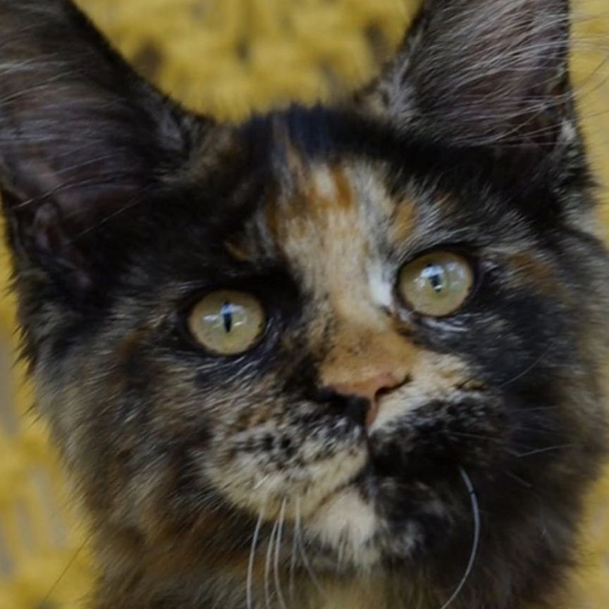 Мейн кун черепахового счастья