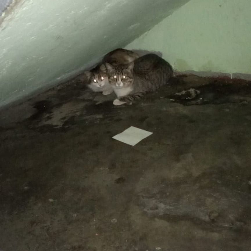 Выкинули кошек
