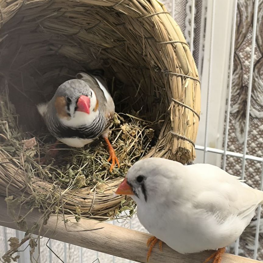 Пара зебровых амадин