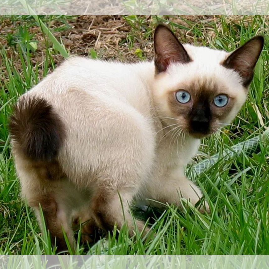 Меконгский бобтейл