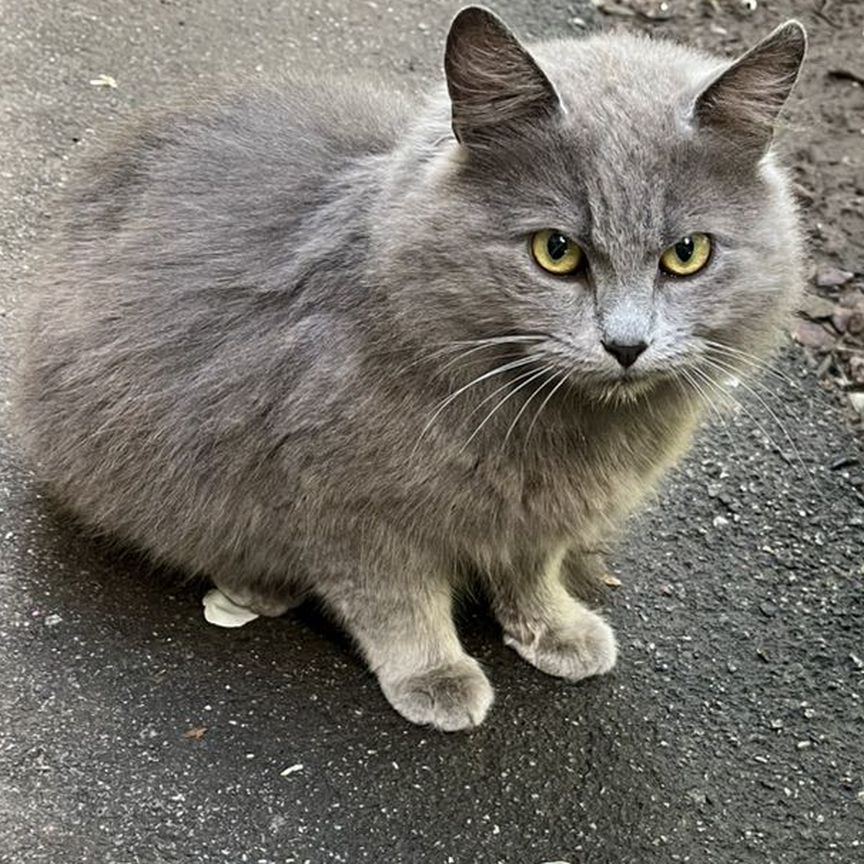 Котик нибелунг