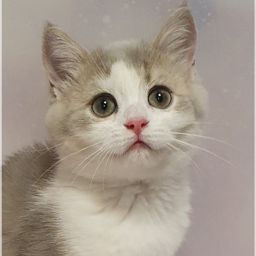 Котенок породы шотландская прямоухая