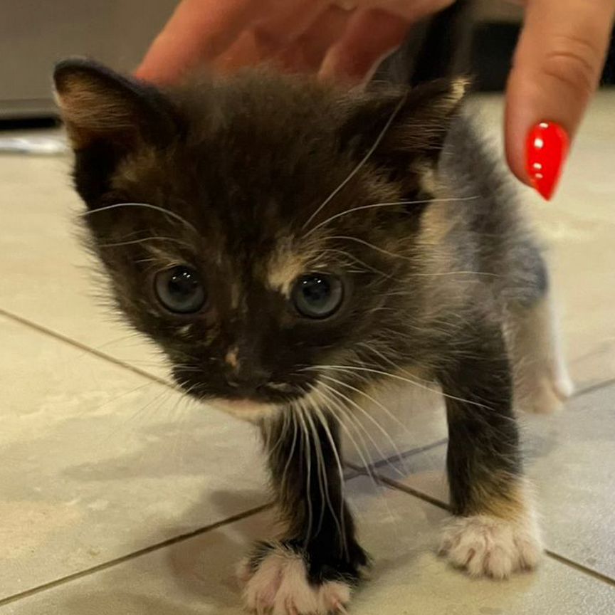 Котята отдам в добрые руки бесплатно