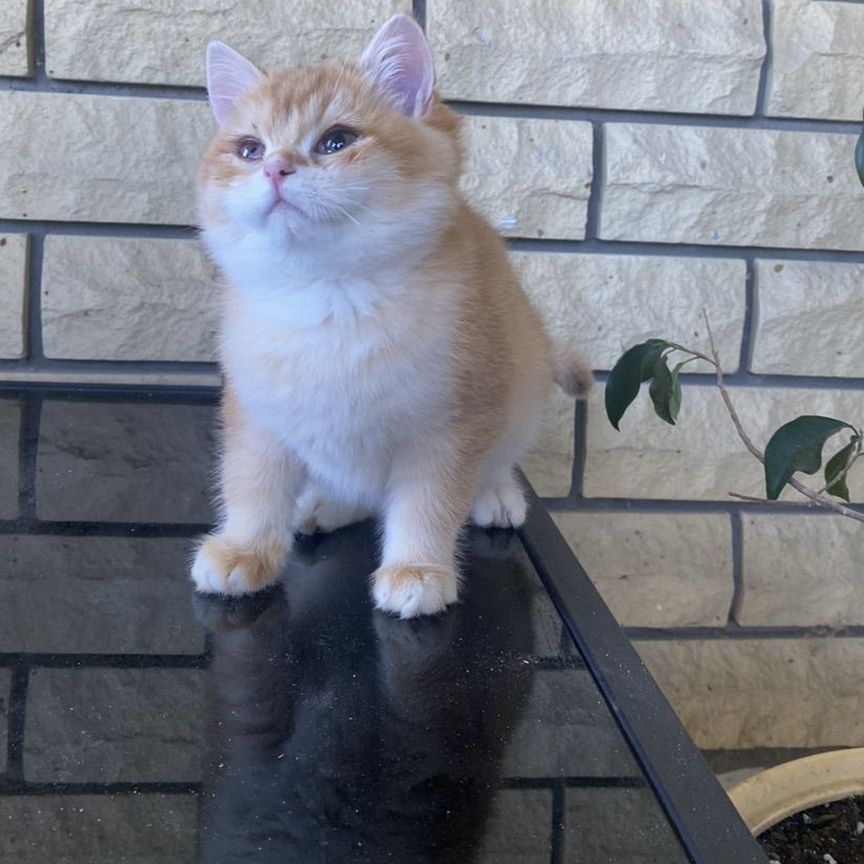 Кот британец