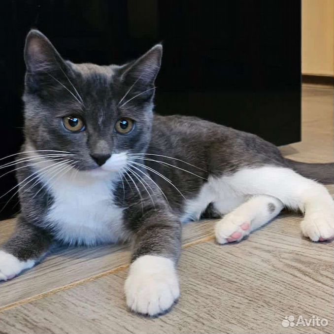 Самый милый котик ищет дом