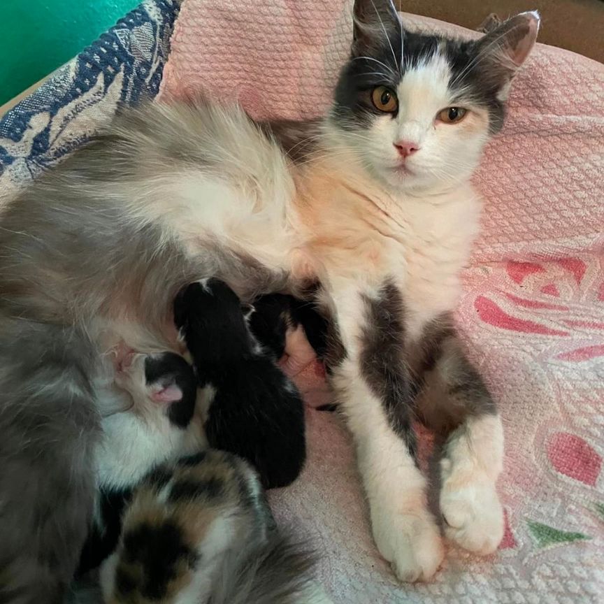 Кошка с котятами