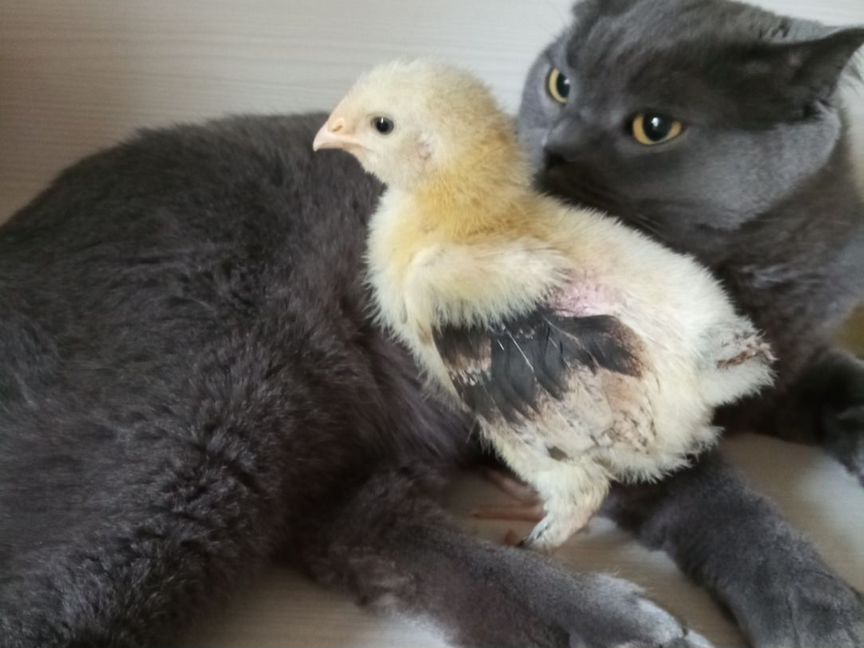 Цыплята Фавероль лососевая