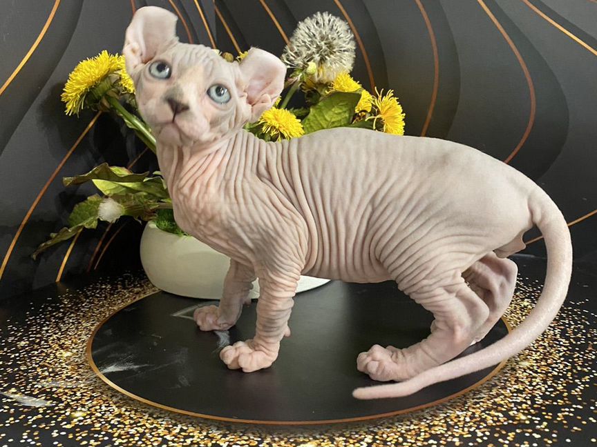 Канадский сфинкс котенок эльф