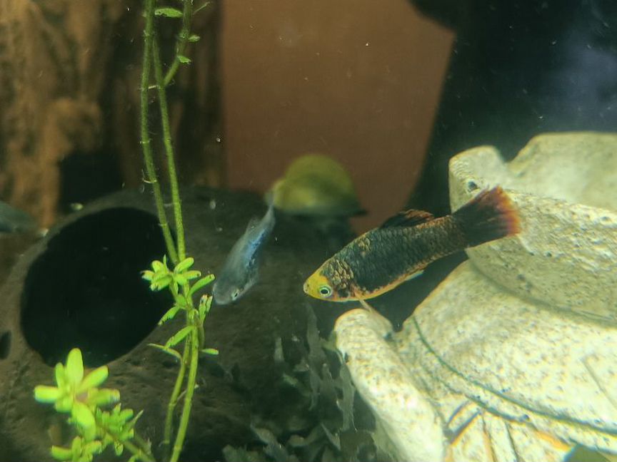 Пецилии Тускедо, Гавайская и неоновая