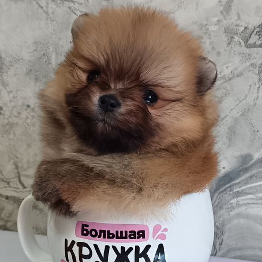 Померанский шпиц, щенок