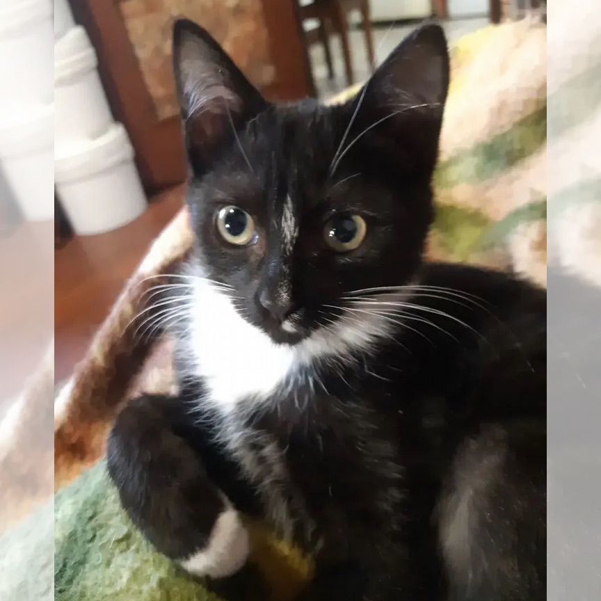 Котёнок в добрые руки