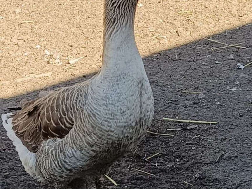 Гуси, утята, петушки