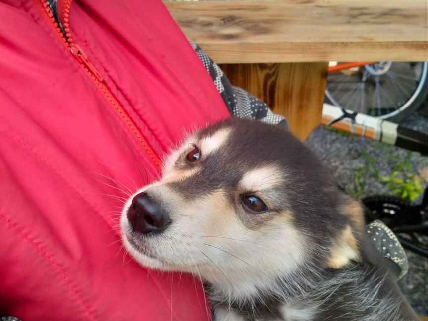 Собака