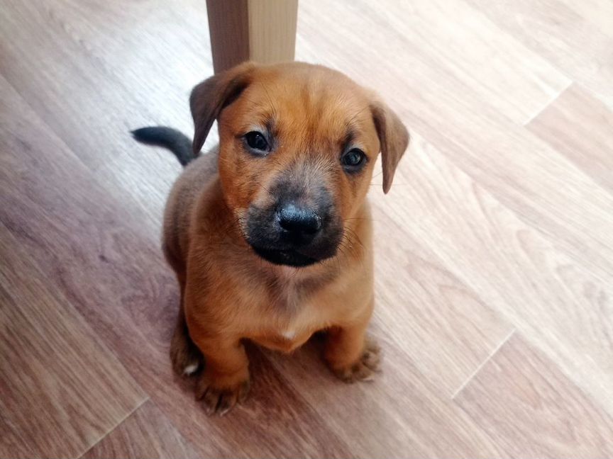 Амстафф щенок мальчик