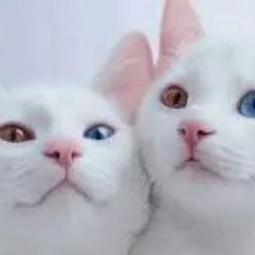 Котята породы Кхао-мани